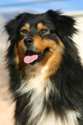 Shoot Your Dog with a Digital Camera Secrets of a Pet Photographer