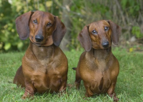 Shoot Your Dog with a Digital Camera Secrets of a Pet Photographer
