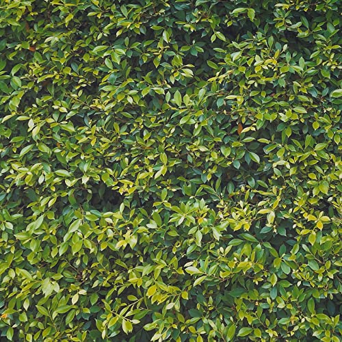 7 * 5Ft 3D Green Leaves Photography Backdrops Party Decoration Photo Background DIY Grass Backdrop Wall for Pictures Photo BoothHome Decorations