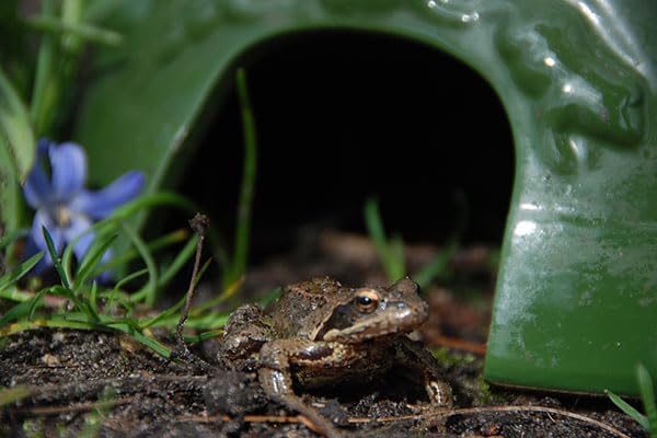 Four Pack of Esschert Design Green Toad Houses