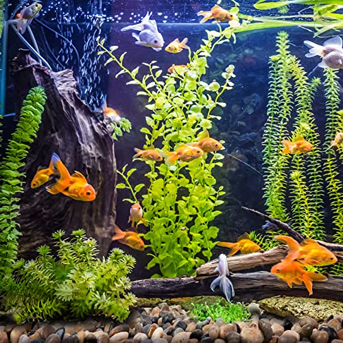 Future Way 10lbs Rocks for Plants, Aquarium, Fish Tank, Pots Indoor, Garden Landscaping, 3/4-1 1/2 Inch, Mixed Colors