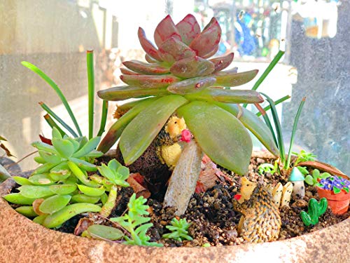 MUAMAX Miniatures Hedgehog Figurines Fairy Garden Hedgehog Accessories Suppliers Mini Hedgehog Animals Micro Landscape Bonsai Craft Decor Miniature Garden Ornaments