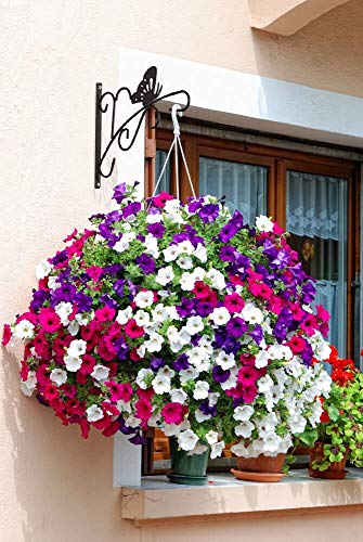 Amagabeli 2 Pack Hanging Plants Bracket 10 inch Planter Hook Hanger for Outdoor Flower Baskets Pot Bird Feeder Wind Chime Lanterns Patio Garden for Indoor Wall Fence Screw Mount Arm Black BG1571