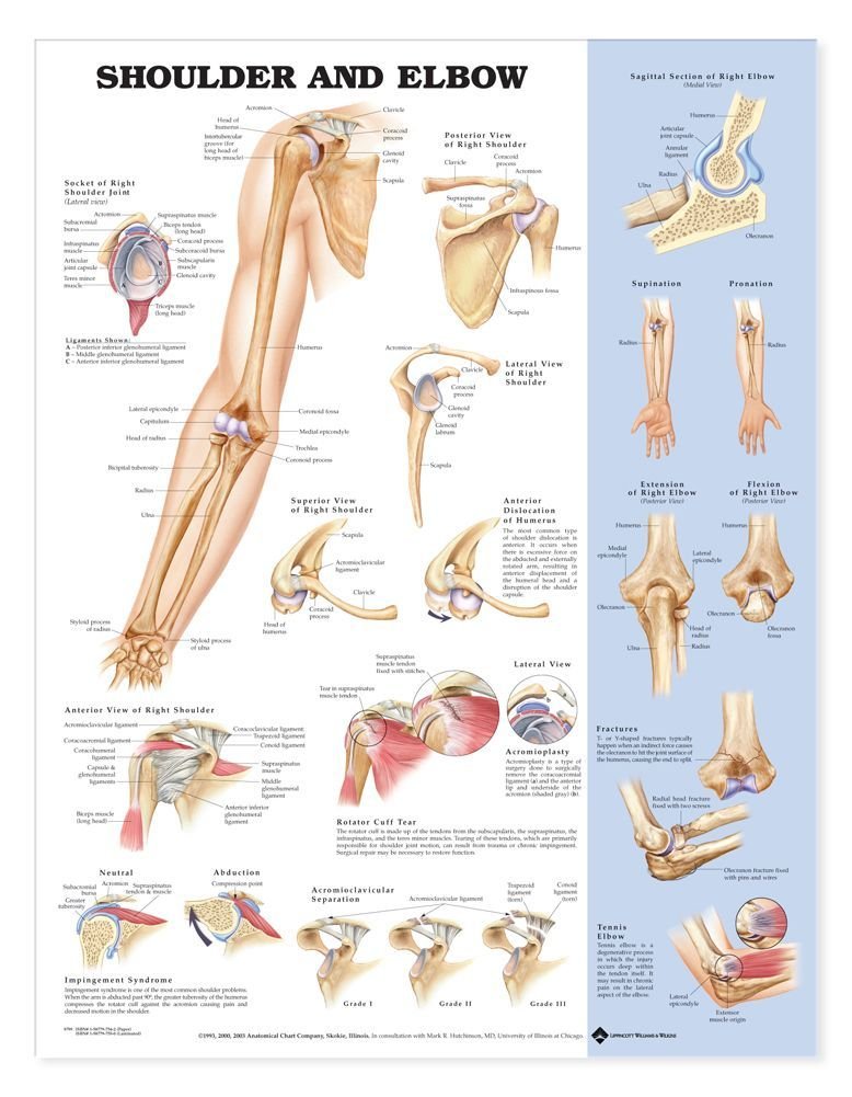 ACC Shoulder and Elbow Anatomical Chart