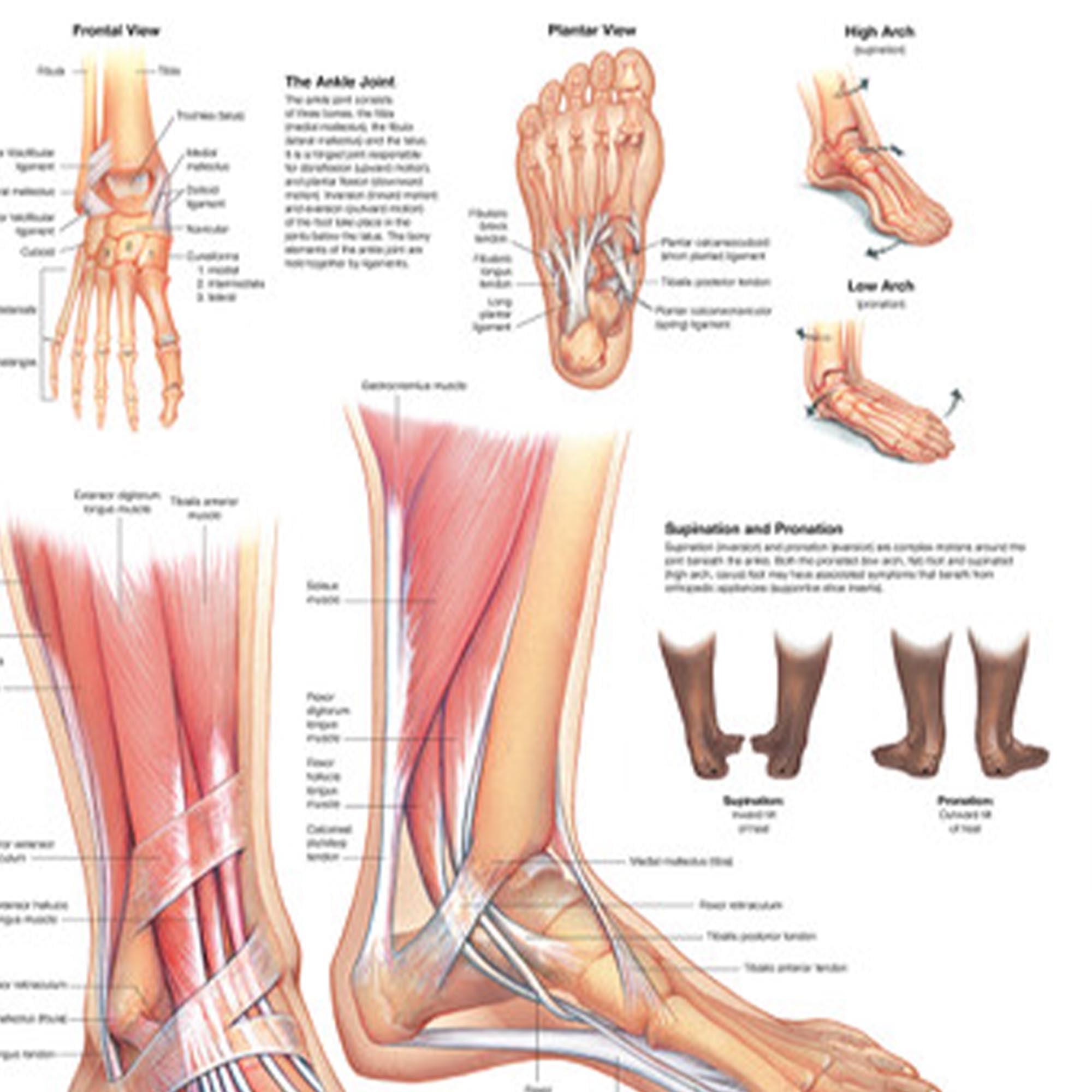 Foot and Ankle Anatomical Chart