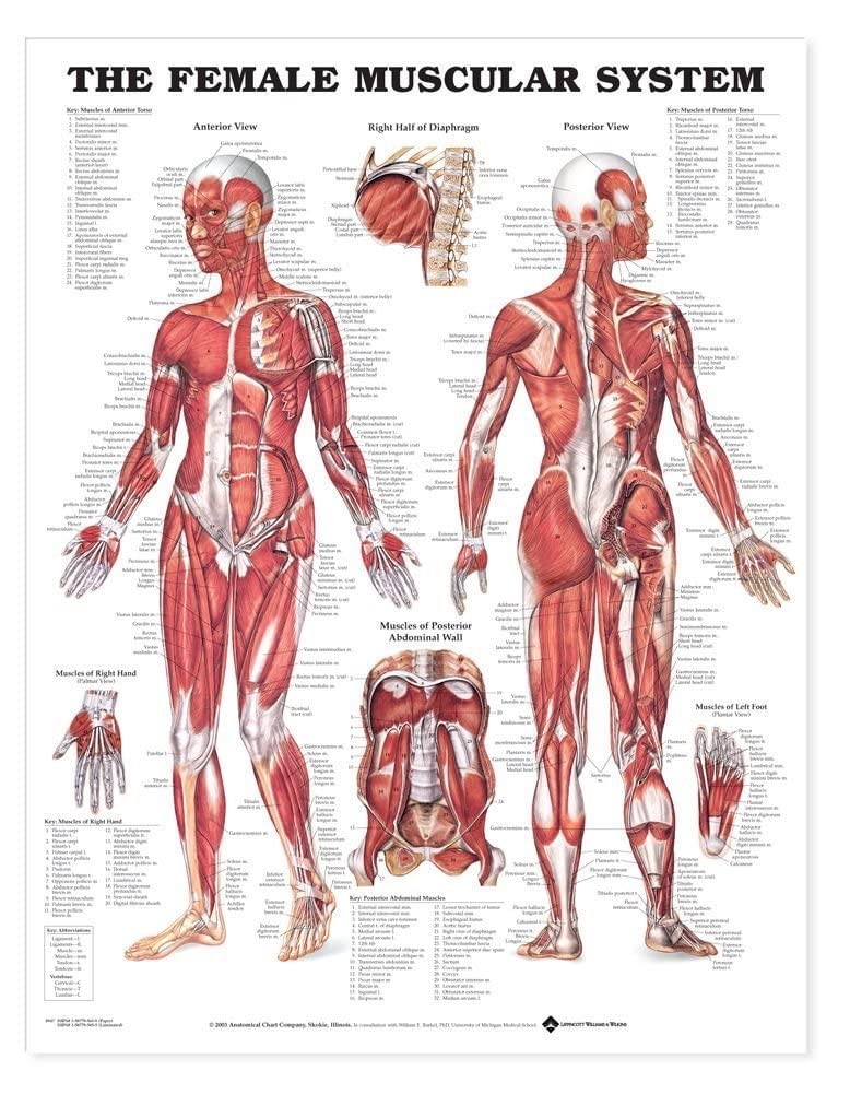 The Female Muscular System Anatomical Chart (9781587795657)