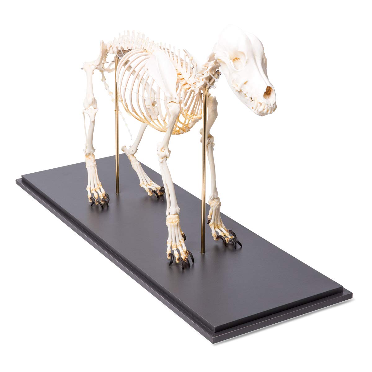 Anatomy and Injuries of the Hip Anatomical Chart