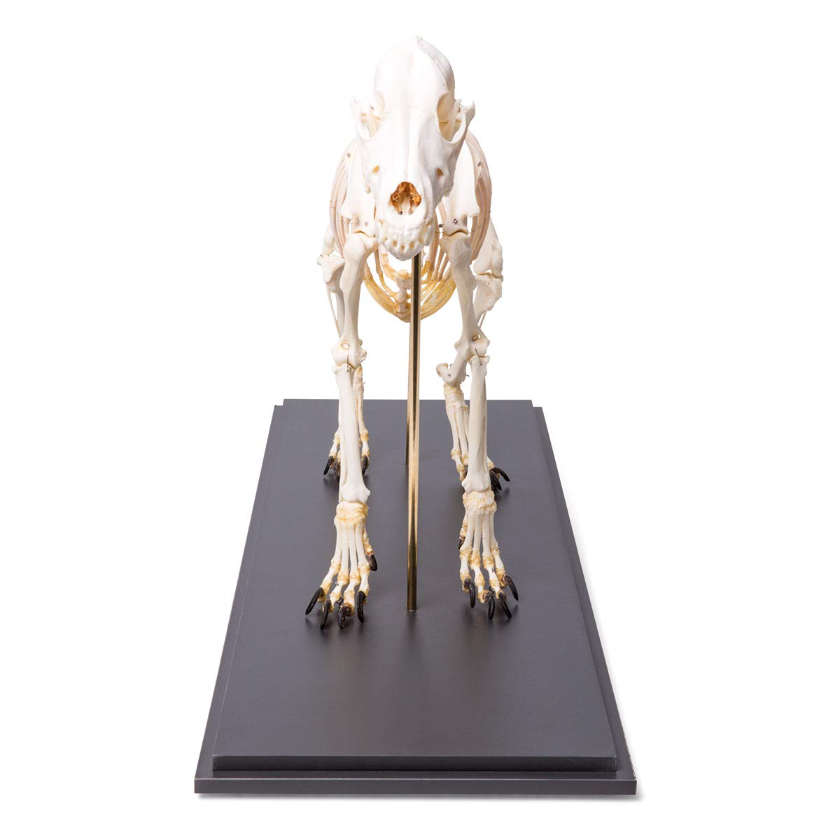 Anatomy and Injuries of the Hip Anatomical Chart