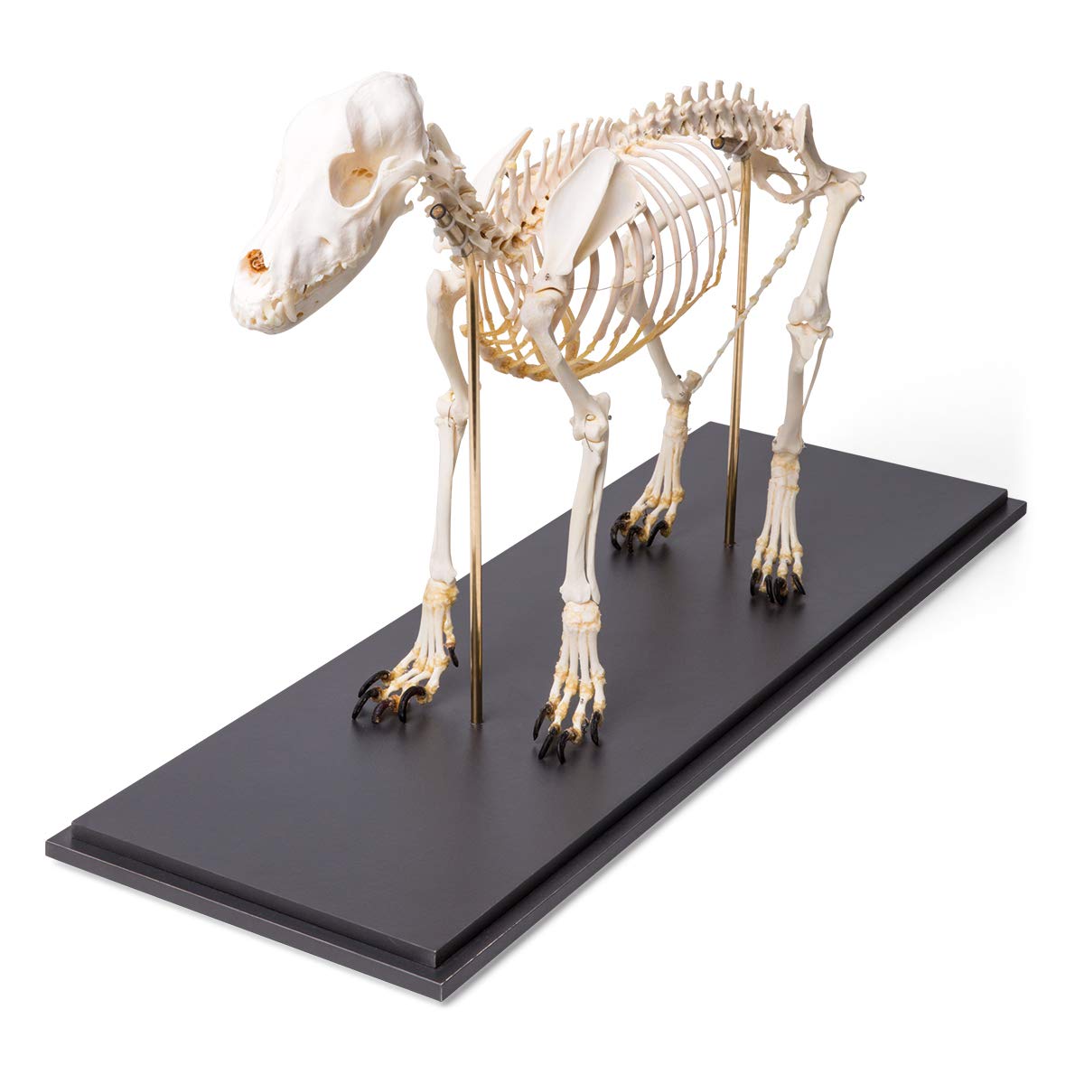 Anatomy and Injuries of the Hip Anatomical Chart