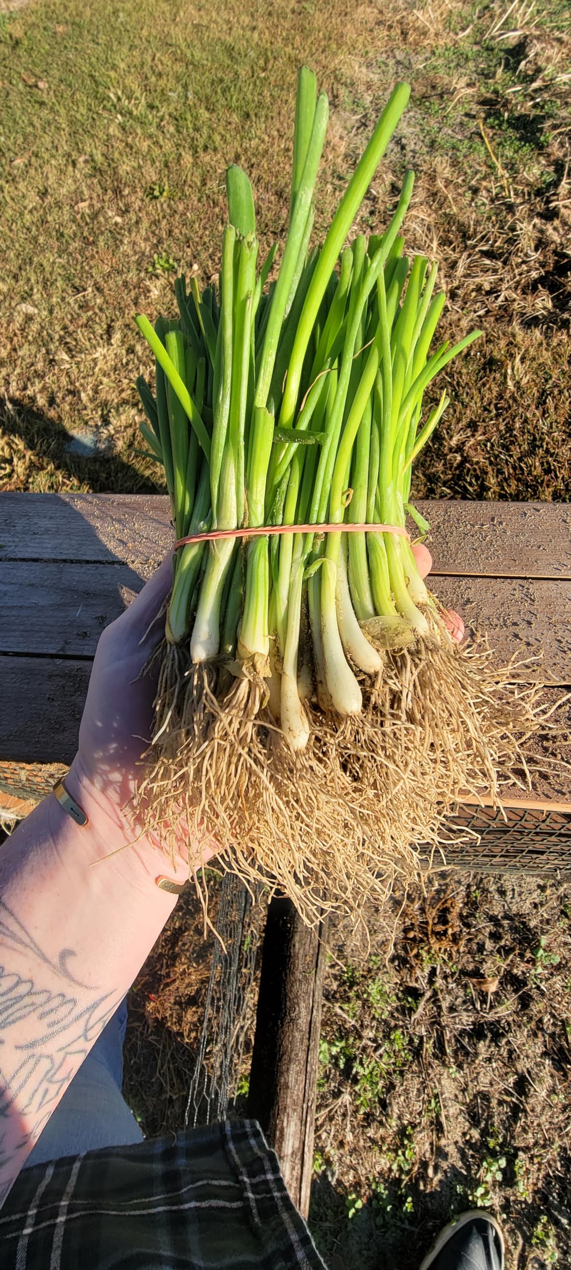 Sapelo Sweet Onion Plants