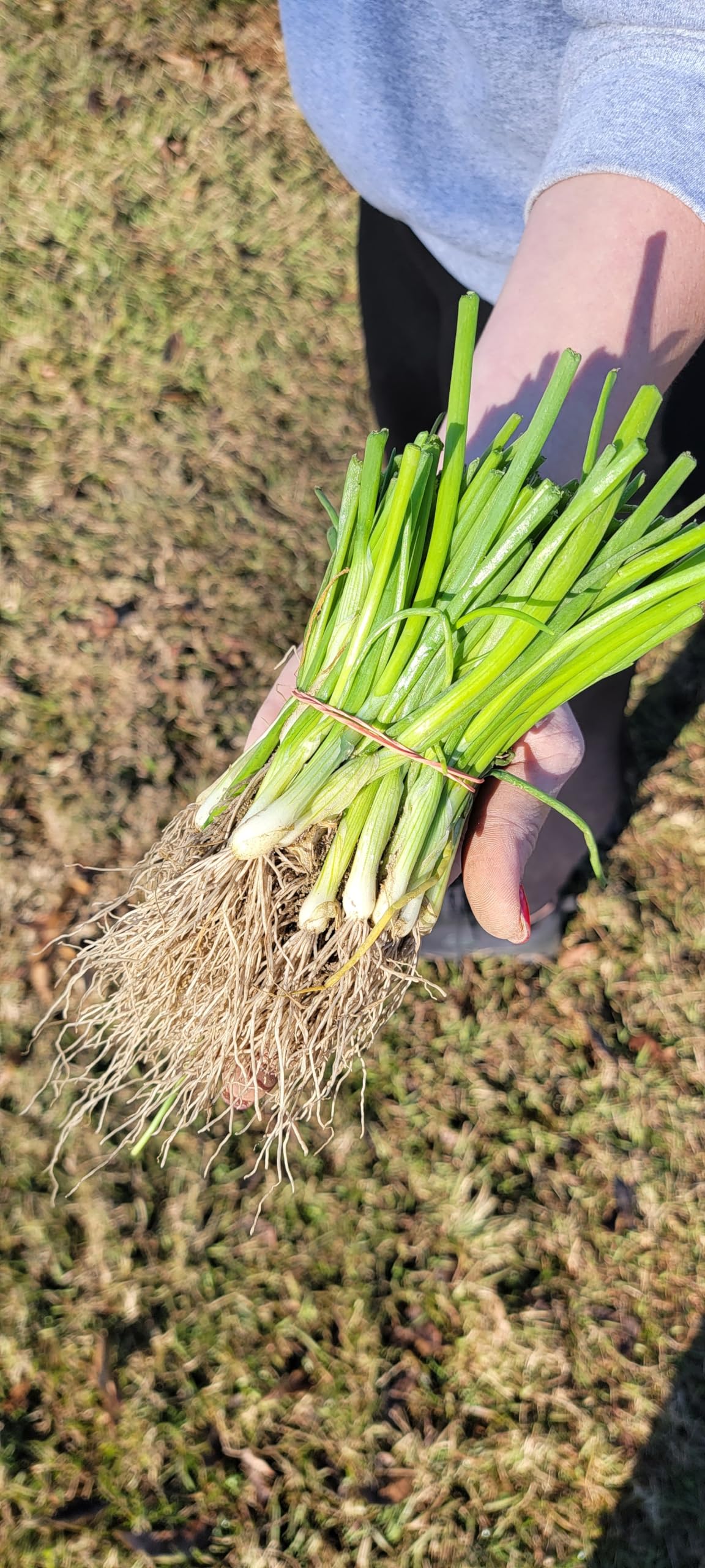 Sapelo Sweet Onion Plants