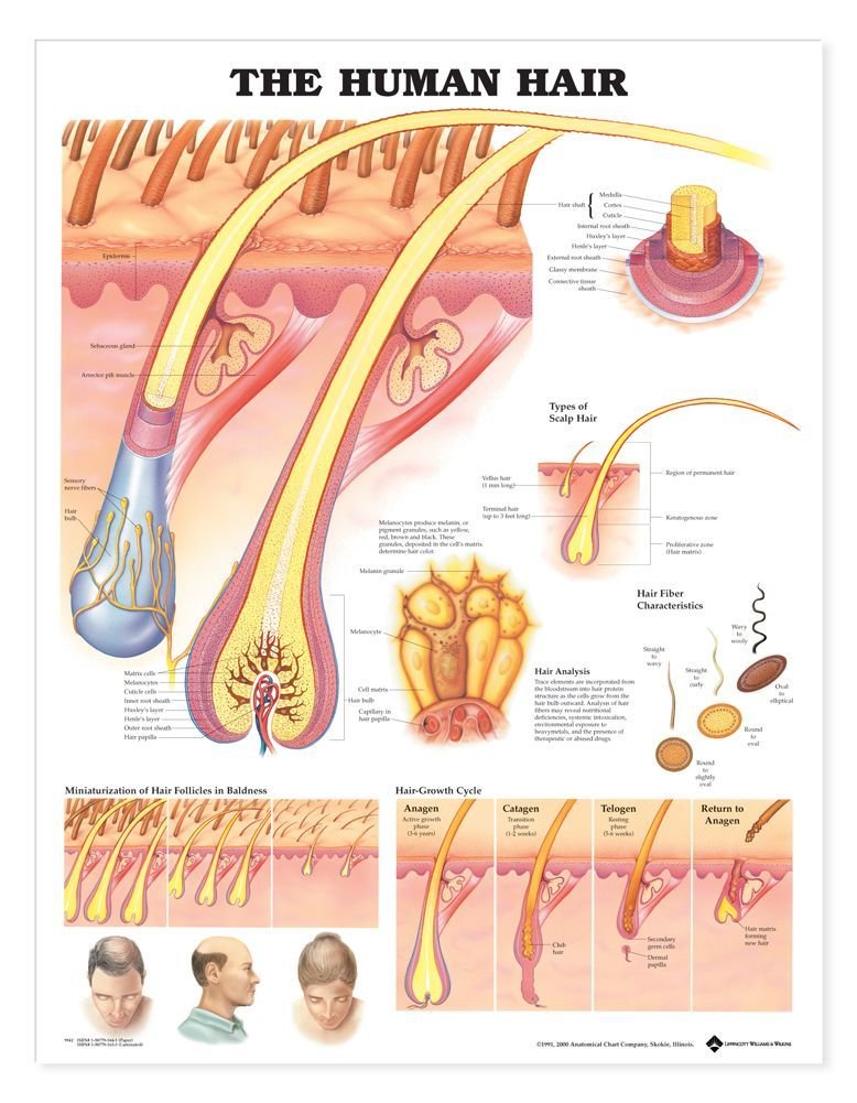 The Human Hair Anatomical Chart