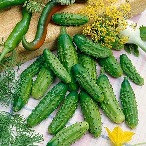Parisian Gherkin F1 Hybrid AAS Cucumber Seeds - 3 g Packet ~100 Seeds - Non-GMO, F1 Hybrid - Vegetable Garden - Cucumis sativus