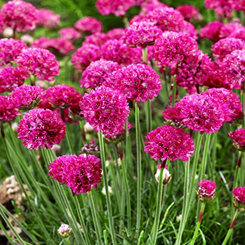 Outsidepride Armeria Maritima Thrift Sea Pink Garden Flower Plant Seed - 2000 Seeds