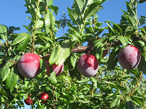 2 Cherry Plum Plants Live 10 to 16 Inc Tall, Red Plum Fruits for Planting Ornaments Perennial Garden
