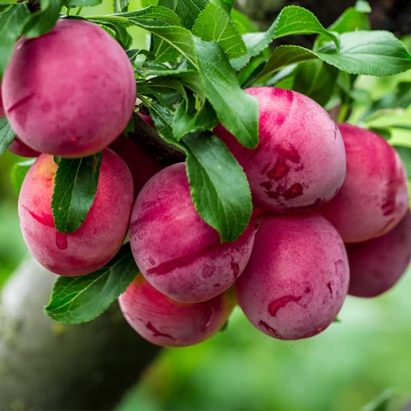 2 Cherry Plum Plants Live 10 to 16 Inc Tall, Red Plum Fruits for Planting Ornaments Perennial Garden