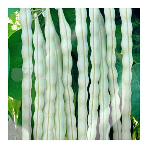Chinese White Pole Bean 15g Asian Chinese BaiBuLao LaoLaiShao Haricot Garden Seeds for Planting 白不老 老来少架豆 白架豆 芸豆 四季豆种子