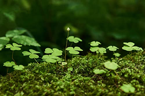 10000+ White Irish Moss Seeds for Planting, Non-GMO Moss Ground Cover Plant Creeping White Flower Green Carpet Clover Seed for Planting Garden Yard Lawn