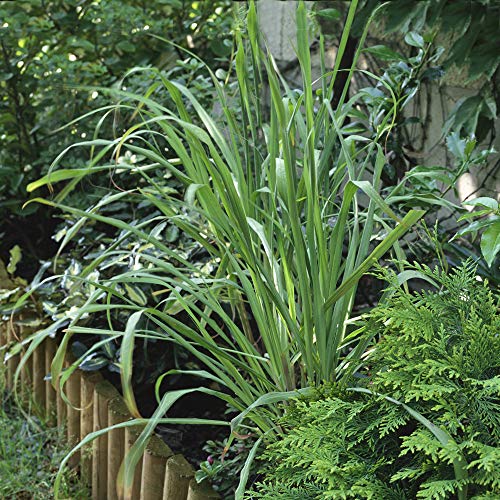 Outsidepride Cymbopogon Lemon Grass Aromatic, Fragrant Ornamental & Culinary Herb Garden Plant - 1000 Seeds