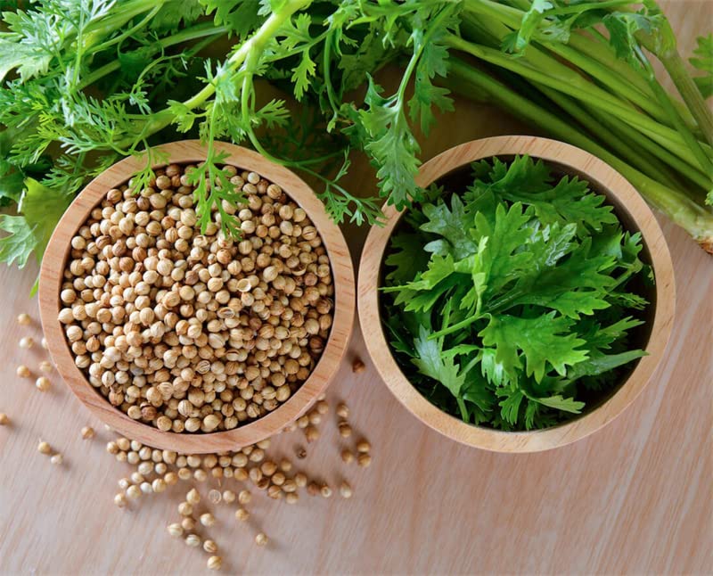 800+ Coriander Seeds for Planting Herb Seeds Collection for Your Indoor Herb Garden