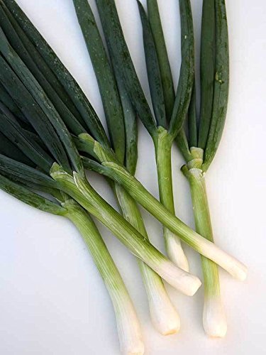Tokyo Long White Bunching Onion Seeds for Planting, 300+ Heirloom Seeds Per Packet, (Isla's Garden Seeds), Non GMO Seeds, Botanical Name: Allium fistulosum, Garden Gift!