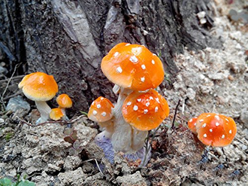 3 Pack Fairy Garden Miniatures Decoration Orange Mushroom Resin DIY Garden Ornament Micro Landscape Mini Dollhouse