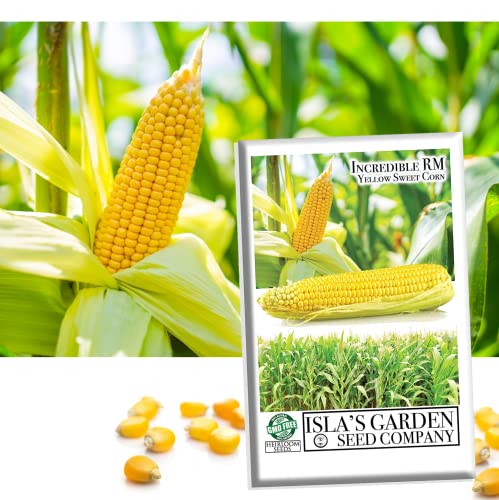 "Incredible" RM Sweet Yellow Corn, 75 Heirloom Seeds, Sweet Incredible Flavor! Fantastic Addition to Your Home Garden! (Isla's Garden Seeds),90% Germination Rates, Non GMO Seeds