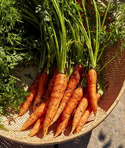 Burpee Scarlet Nantes Carrot Seeds 3000 seeds