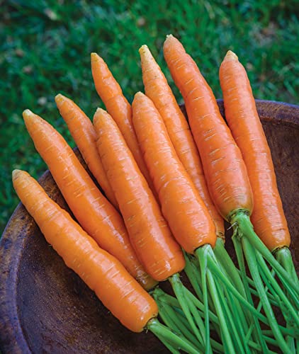Burpee Scarlet Nantes Carrot Seeds 3000 seeds
