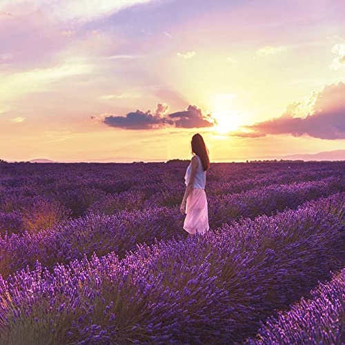 5000+ Provence Lavender Seeds Non-GMO Heirloom Garden Home for Planting, Blue