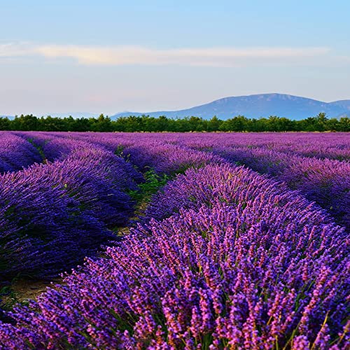 5000+ Provence Lavender Seeds Non-GMO Heirloom Garden Home for Planting, Blue