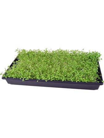 Golden Acre Cabbage Seeds: 1 Lb - Non-GMO, Heirloom Garden Seeds - Vegetable Gardening, Growing Microgreens