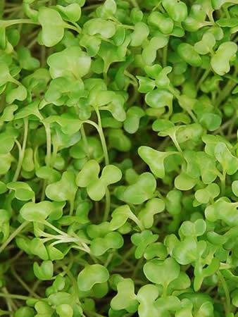 Golden Acre Cabbage Seeds: 1 Lb - Non-GMO, Heirloom Garden Seeds - Vegetable Gardening, Growing Microgreens