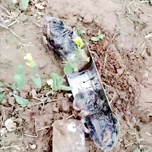 DSQSTMR Mole Traps That Work Gopher Squirrel Spring Best Rat Trap Outdoor Vole for Lawns Easy Reusable Smart Snare Trapping