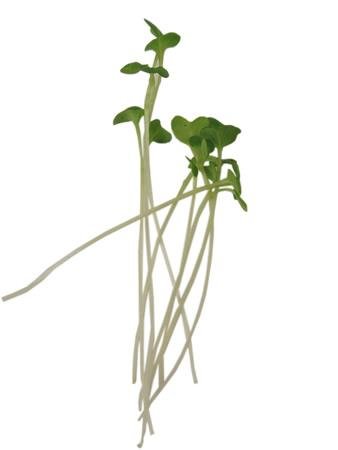 Golden Acre Cabbage Seeds: 1 Lb - Non-GMO, Heirloom Garden Seeds - Vegetable Gardening, Growing Microgreens