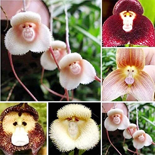 QAUZUY GARDEN 100 Rare Monkey Face Orchid Plant Seeds Monkey Orchid Monkey-Like Dracula Simia Seeds Blooms at Any Season Great Garden Gift