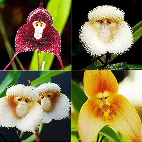 QAUZUY GARDEN 100 Rare Monkey Face Orchid Plant Seeds Monkey Orchid Monkey-Like Dracula Simia Seeds Blooms at Any Season Great Garden Gift