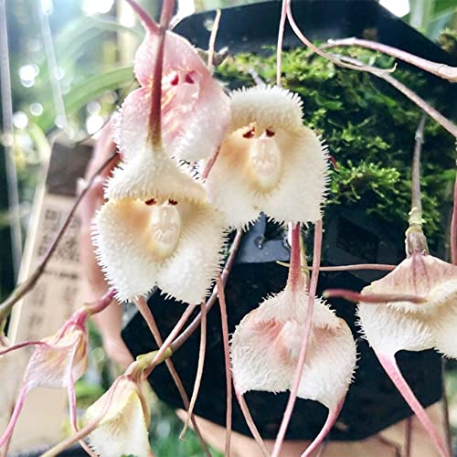 QAUZUY GARDEN 100 Rare Monkey Face Orchid Plant Seeds Monkey Orchid Monkey-Like Dracula Simia Seeds Blooms at Any Season Great Garden Gift