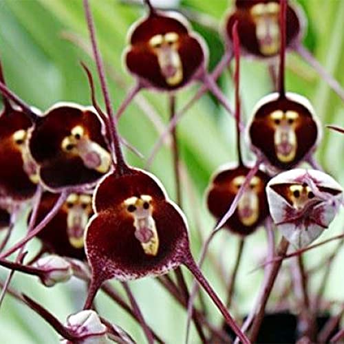 QAUZUY GARDEN 100 Rare Monkey Face Orchid Plant Seeds Monkey Orchid Monkey-Like Dracula Simia Seeds Blooms at Any Season Great Garden Gift
