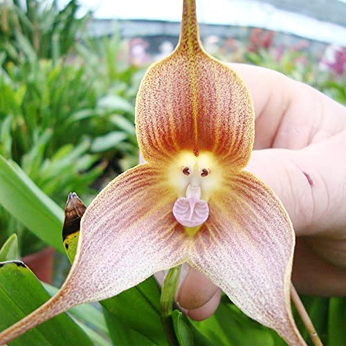 QAUZUY GARDEN 100 Rare Monkey Face Orchid Plant Seeds Monkey Orchid Monkey-Like Dracula Simia Seeds Blooms at Any Season Great Garden Gift