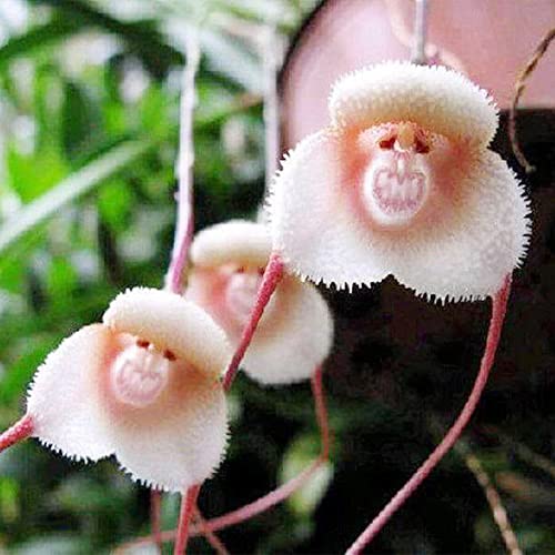 QAUZUY GARDEN 100 Rare Monkey Face Orchid Plant Seeds Monkey Orchid Monkey-Like Dracula Simia Seeds Blooms at Any Season Great Garden Gift