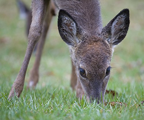 Bird-X Deer Gard Ultrasonic Motion-Activated, Covers 4,000 sq. ft.