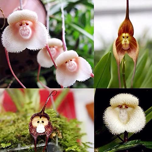 QAUZUY GARDEN 100 Rare Monkey Face Orchid Plant Seeds Monkey Orchid Monkey-Like Dracula Simia Seeds Blooms at Any Season Great Garden Gift