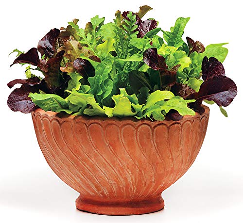Please Read! This is A Mix!!! 1000+ Lettuce Mix 21 Varieties Seeds Heirloom Non-GMO. Seeds are not Individually Packaged!