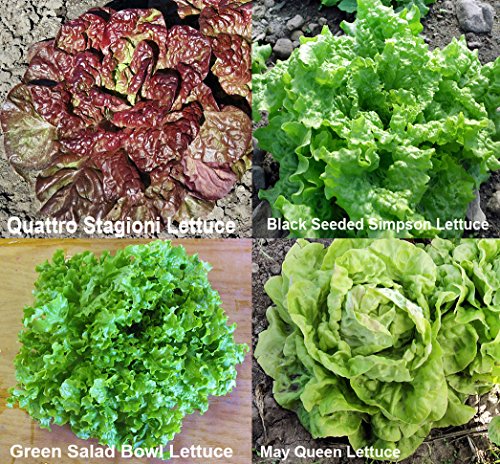 Please Read! This is A Mix!!! 1000+ Lettuce Mix 21 Varieties Seeds Heirloom Non-GMO. Seeds are not Individually Packaged!
