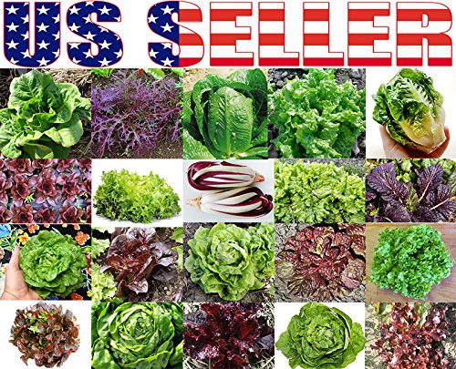 Please Read! This is A Mix!!! 1000+ Lettuce Mix 21 Varieties Seeds Heirloom Non-GMO. Seeds are not Individually Packaged!