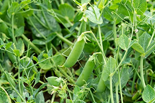 Sugar Snap Pea Seeds for Planting - Pisum Sativum - Heirloom Non-GMO Vegetable Seeds for Planting a Home Garden by RDR Seeds