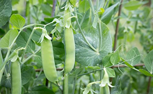 Sugar Snap Pea Seeds for Planting - Pisum Sativum - Heirloom Non-GMO Vegetable Seeds for Planting a Home Garden by RDR Seeds