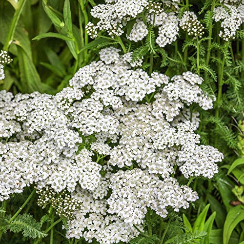 Outsidepride Perennial Achillea Millefolium Yarrow White Wild Flower & Herb Garden Plant - 1 LB
