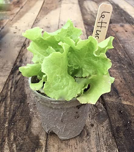 Clovers Garden Organic Recycled Paper Seed Starter Pots - 100% Biodegradable Peat-Free Pots for Seedlings - 60 (3.5" Round) Germination Pots with 24 Markers - Eco Friendly Ideal for Organic Gardening